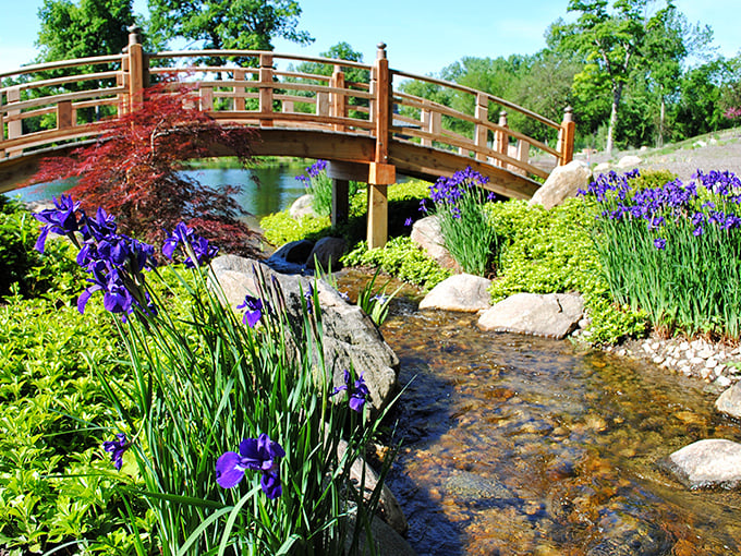 This curved wooden bridge isn't just for crossing water—it's for crossing into a different state of mind, complete with iris sentinels standing guard. 
