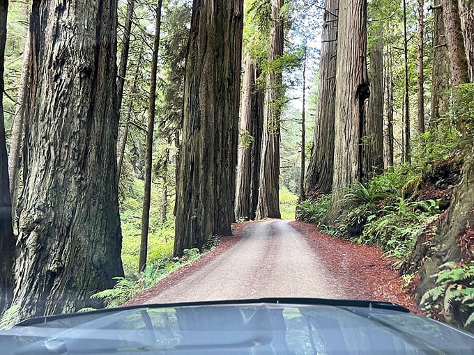 Driving through Jedediah Smith Redwoods feels like entering a cathedral where the congregation has been growing quietly for two thousand years.