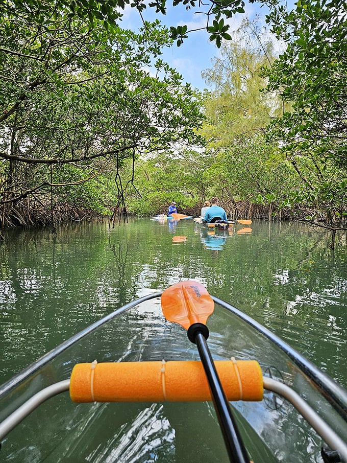 Nature's secret passages: Mangrove tunnels create a magical kayaking experience that beats any theme park adventure.