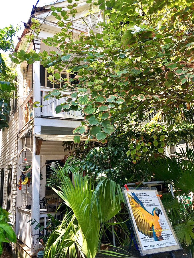 Secret gardens in Key West aren't just hidden—they're living treasures where tropical plants compete to outdo each other in the lushness Olympics.