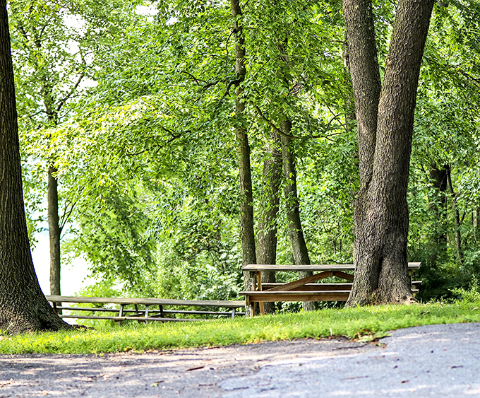Dappled sunlight creates nature's most inviting dining room. These picnic spots beneath towering trees offer shade and serenity with a side of spectacular scenery.