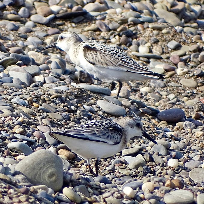These sanderlings play their endless game of tag with the waves, nature's original beachcombers with impeccable timing.