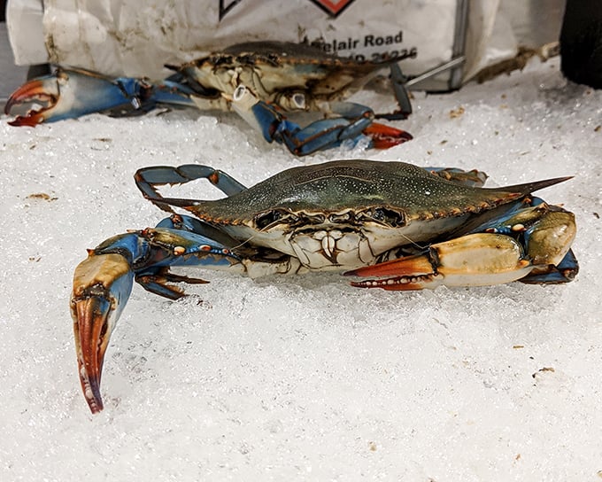 The Chesapeake Bay's most magnificent creature in its natural state – blue, beautiful, and ready to transform your meal into a Maryland masterpiece.
