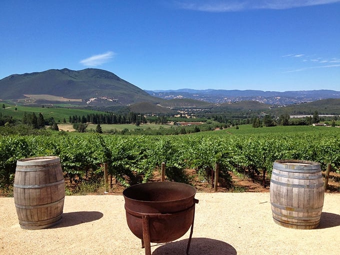 Wine country with a view! These barrels aren't just for show—they're front-row seats to Lake County's spectacular vineyard panorama.