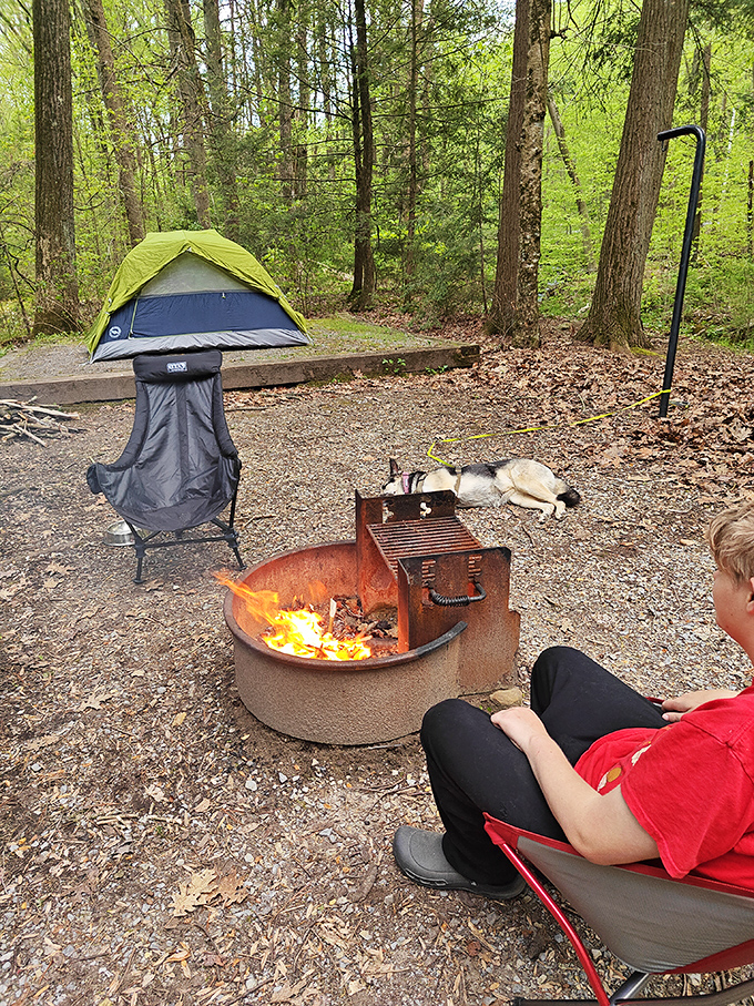 Camping nirvana: where dogs nap peacefully, humans enjoy firelight, and not a single email notification dares to interrupt.