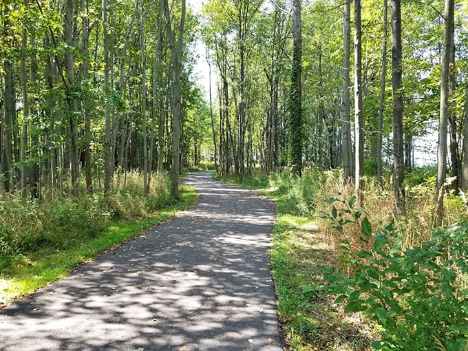 Dappled sunlight guides visitors along this woodland path—nature's version of the yellow brick road, but with fewer flying monkeys.