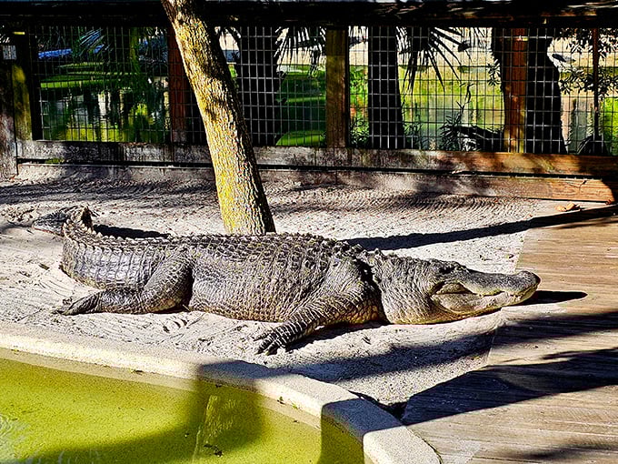 Sunbathing, reptile style. This impressive alligator demonstrates the fine art of doing absolutely nothing while still looking completely intimidating.