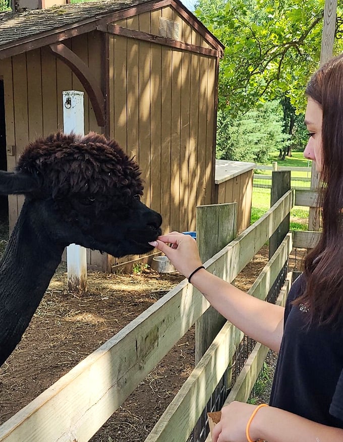 Making friends with the locals! The animal encounter area adds an unexpected touch of furry fun to your underground adventure.