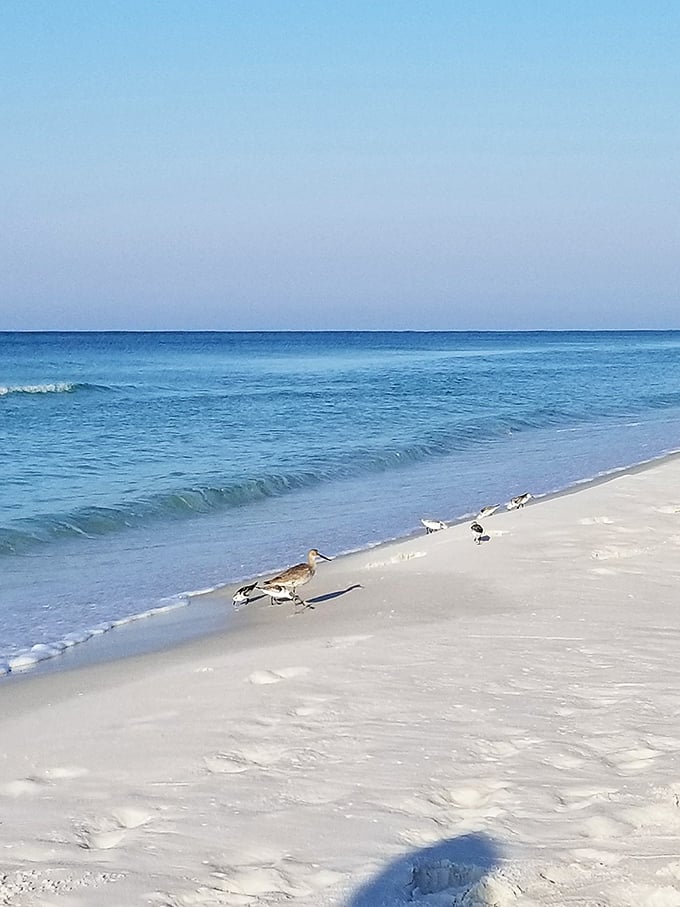 Nature's welcoming committee patrols the shoreline, keeping watch over the gentle waves that whisper, "Come on in!"