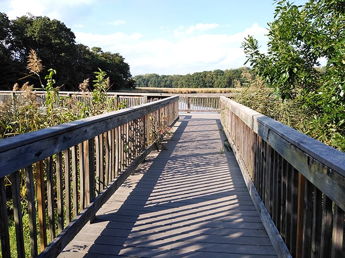 This wooden boardwalk through the wetlands proves nature doesn't need fancy packaging – just a path that lets you get close enough to hear its whispers.