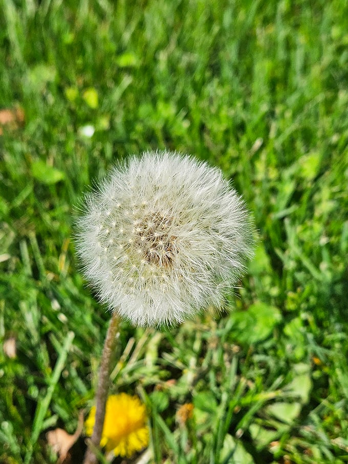 Even the dandelions seem humbled by Maxie's presence. Nature's perfect sphere stands as a tiny counterpoint to fiberglass magnificence.