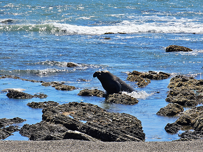 "Excuse me, coming through!" A seal navigates the rocky shoreline like me trying to find the last parking spot at Trader Joe's.