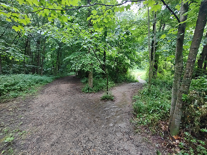 Decision time at the forest crossroads. Robert Frost would have something poetic to say—I'd just suggest taking both paths eventually.