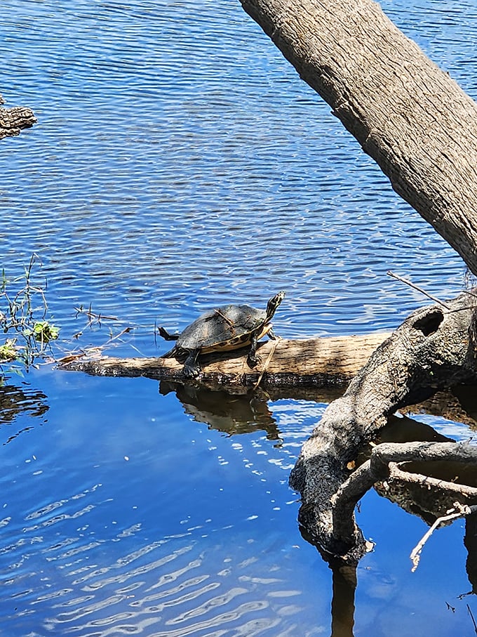The original tiny house movement pioneer, this turtle has mastered the art of slow living and portable real estate in Myakka's pristine waters.