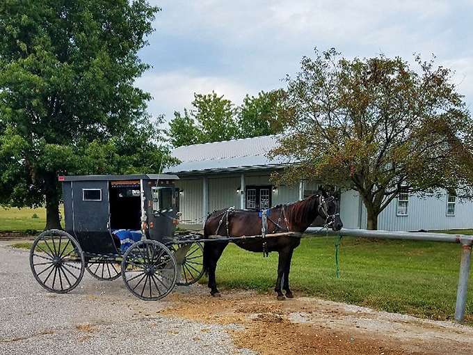 Montgomery's country roads welcome horse-drawn transportation—the original 1 horsepower vehicle with unlimited mileage.