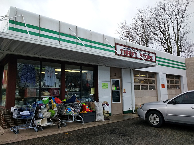Shopping carts stand ready outside the Animal Welfare League Thrift Store – soldiers in the battle against both waste and pet homelessness.