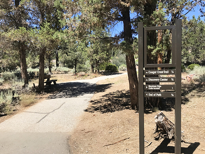 Nature's perfect hiking trail—just challenging enough to feel accomplished, just easy enough to still take selfies.