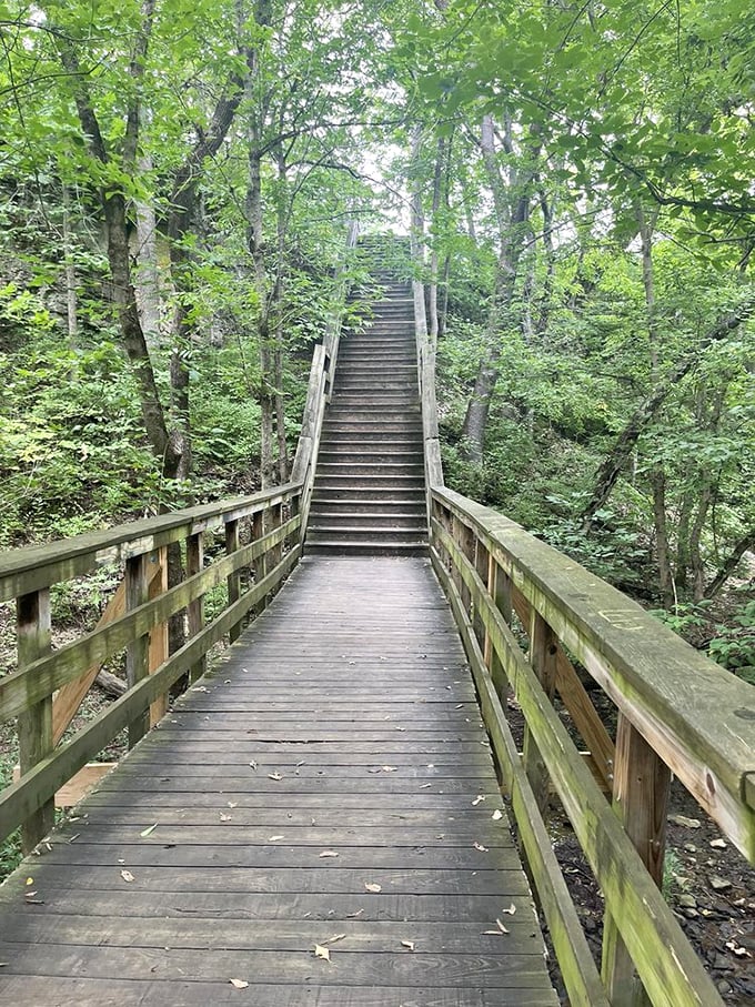 The boardwalk journey feels like walking through secret garden chapters, each turn revealing a new page of Dublin's best natural story.