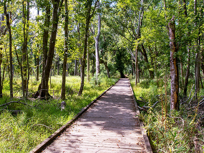 The boardwalk threading through wetlands – nature's own version of the yellow brick road, minus the singing munchkins.