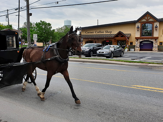 Morning commute, Amish-style. No road rage, no radio commercials—just the rhythmic clip-clop that's been the soundtrack here for centuries.