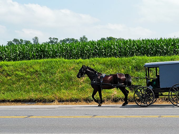 Transportation that never goes out of style – while we worry about gas prices, the Amish concern themselves with hay and oats.