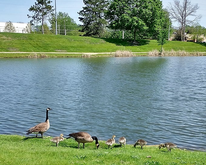 A Canada goose family parades along the shoreline, the ultimate Moline tour guides showing their goslings the prime waterfront real estate.
