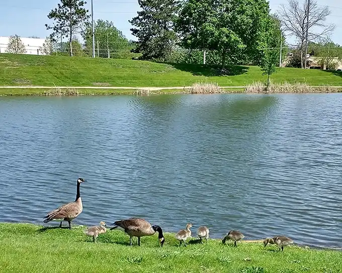 A Canada goose family parades along the shoreline, the ultimate Moline tour guides showing their goslings the prime waterfront real estate.