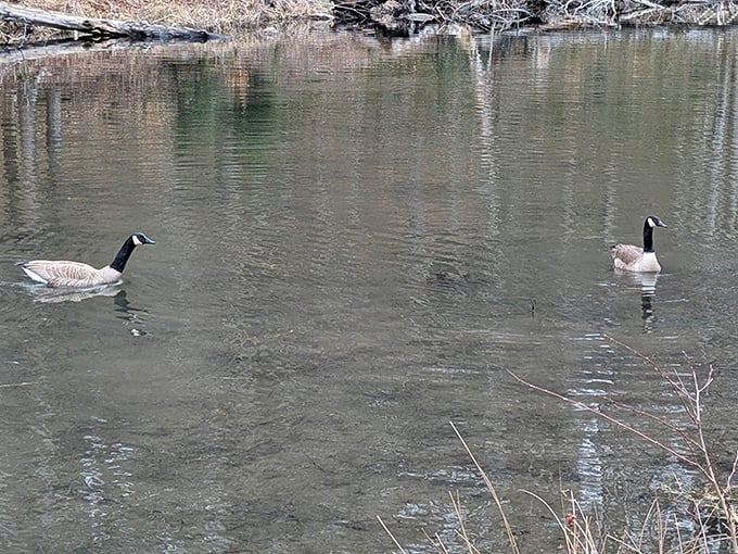 These Canada geese didn't need passports to enjoy Bendigo's tranquil waters. Nature's most elegant swimmers – until they start honking at you.