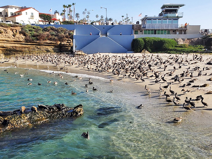 Nature's beach party in full swing, where pelicans and seagulls gather for their daily meeting on "who can photobomb tourists best."