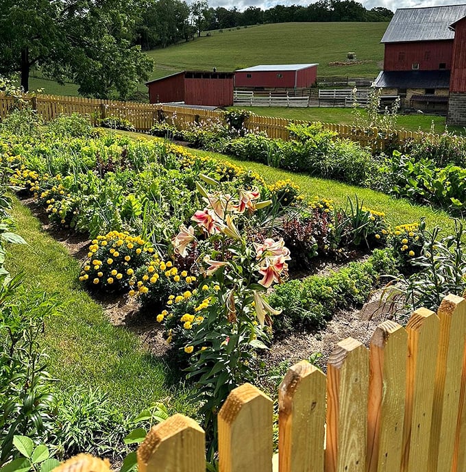 Gardens here aren't just for show—they're edible résumés, showcasing the Amish commitment to self-sufficiency in technicolor rows of practical beauty.