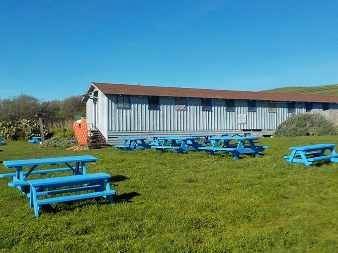 Bright blue picnic tables invite visitors to linger under the California sky—the perfect setting for berry-stained conversations.