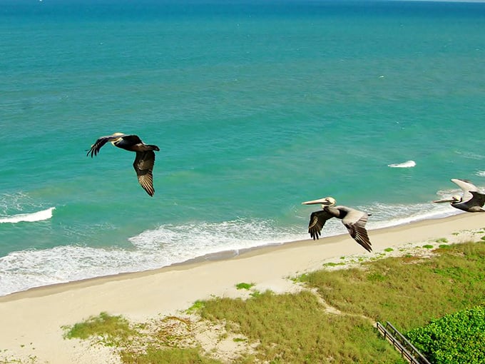 Majestic pelicans patrol the coastline like nature's retirement committee, surveying their pristine beachfront domain.