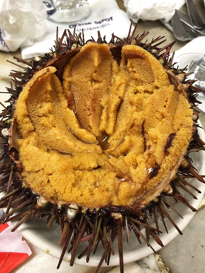 Sea urchin looking like nature's golden treasure chest – brave souls are rewarded with creamy ocean magic inside.