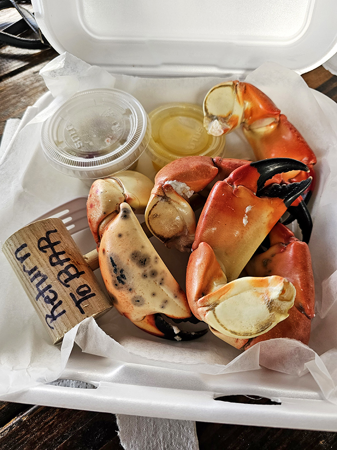 Stone crabs served with zero pretension—just sweet meat, melted butter, and the satisfaction of working for your food.