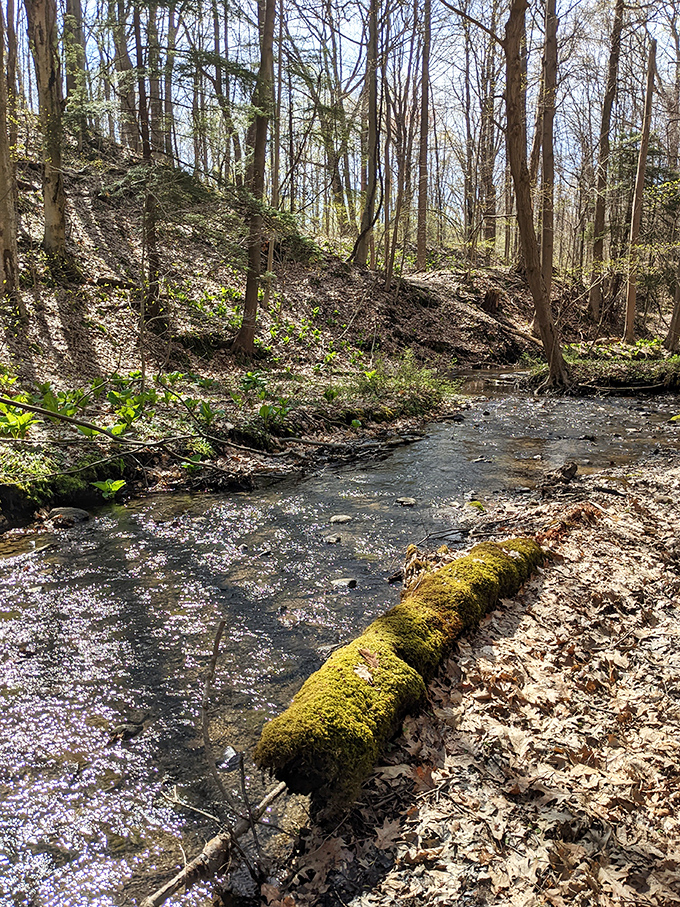 Duck Run Creek gurgles through the park like nature's own meditation app. That moss-covered log has probably heard more forest secrets than a therapist.
