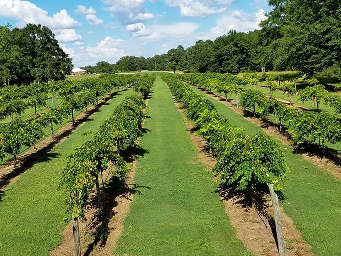 Wolf Creek Plantation's pristine vineyard rows stretch toward the horizon, proving Georgia wine country offers visual splendor even before the first sip.