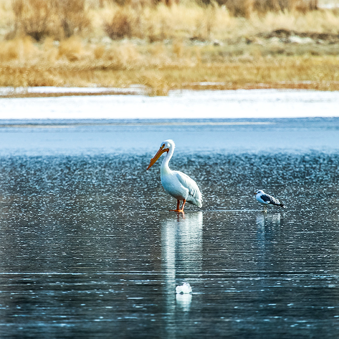 Even the wildlife knows Big Bear is special—this pelican clearly booked the premium lakefront package and isn't sharing his fishing spot.
