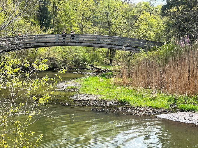 Crossing this rustic bridge feels like stepping into a storybook. No trolls underneath, just the gentle soundtrack of flowing water and birdsong.