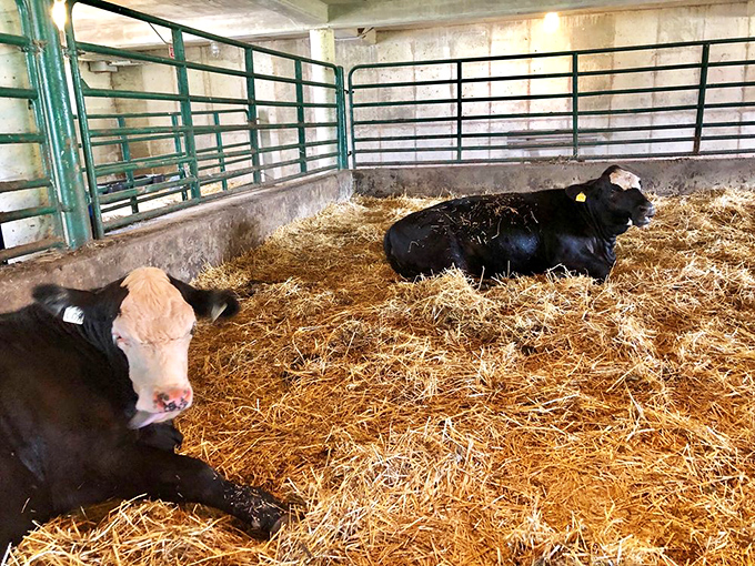 These lounging bovines have mastered the art of relaxation better than most humans with meditation apps. Cow zen at its finest!