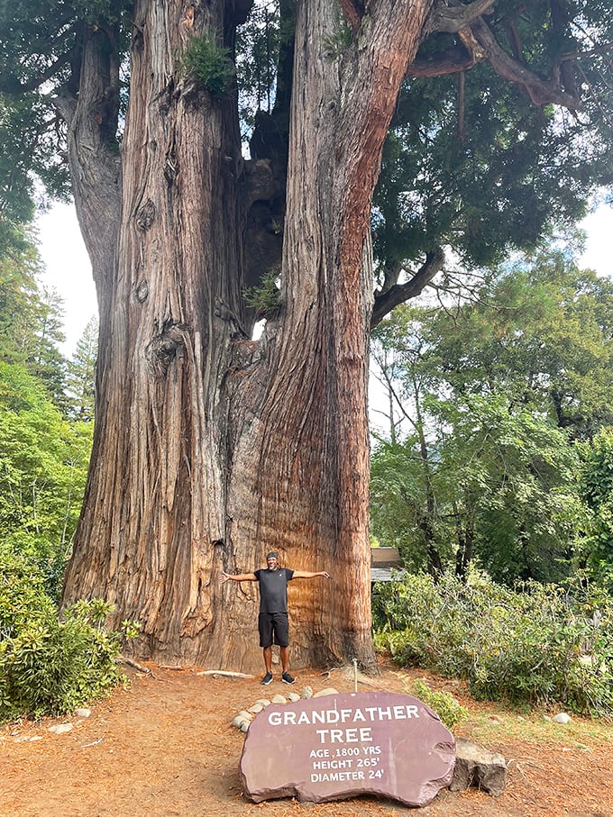 The Grandfather Tree stands as a living time capsule—1,800 years of California history wrapped in bark that makes your problems seem delightfully temporary.