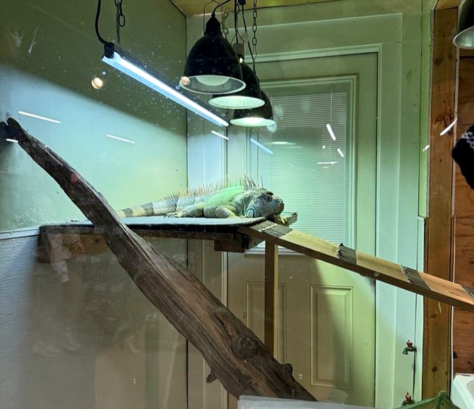 This lounging iguana has the best job in Pennsylvania—basking under heat lamps while shoppers marvel at his prehistoric coolness.