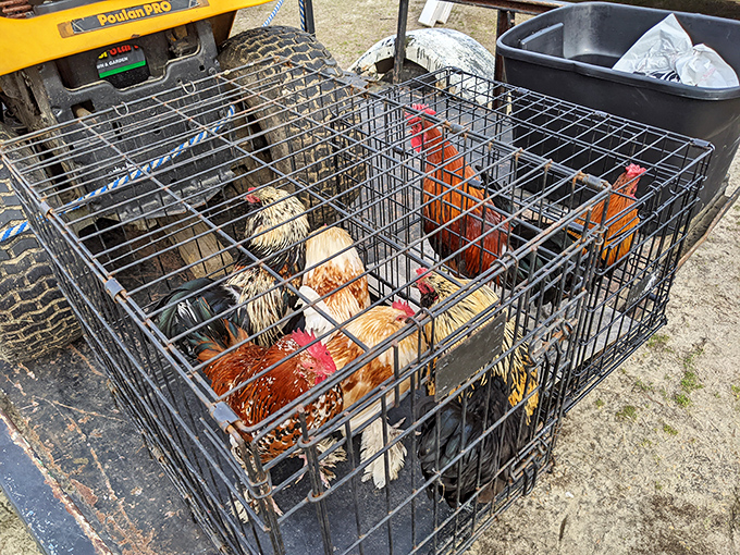 Not your average shopping cart item! These feathered friends remind you that "farm-to-table" takes on a whole new meaning at country markets.