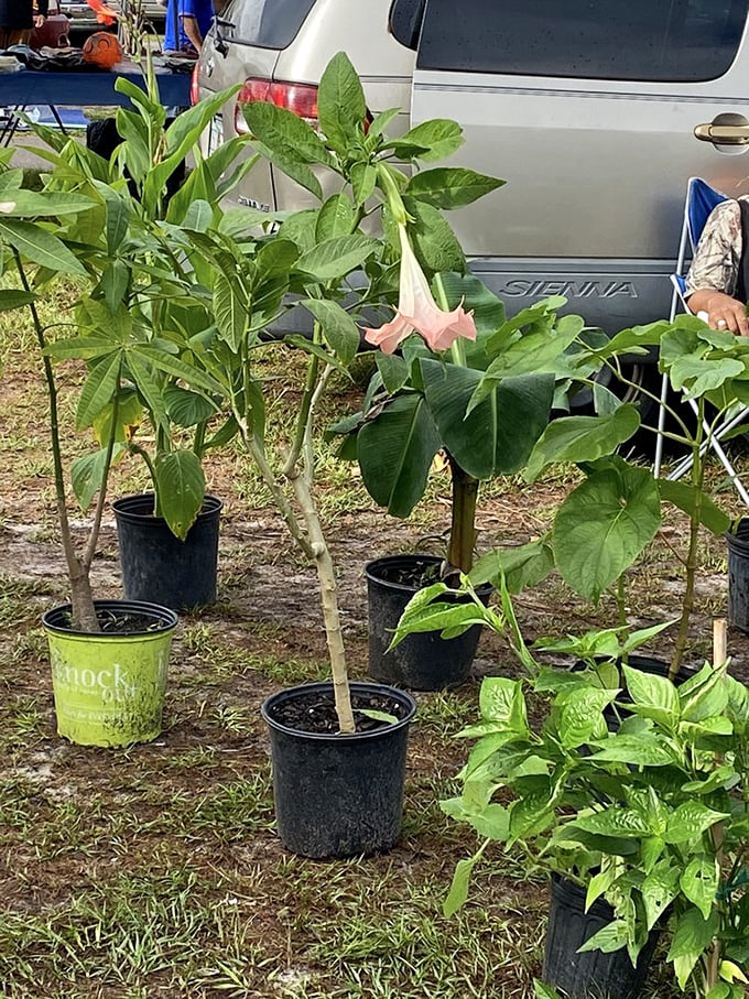 Green thumbs rejoice! These potted treasures—including what appears to be angel trumpet plants—offer instant garden gratification without the backbreaking digging.