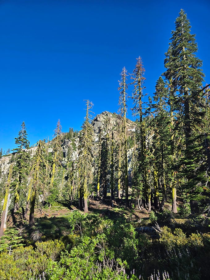Trees that have been social distancing since before it was trendy. These giants have witnessed centuries of California history without saying a word.