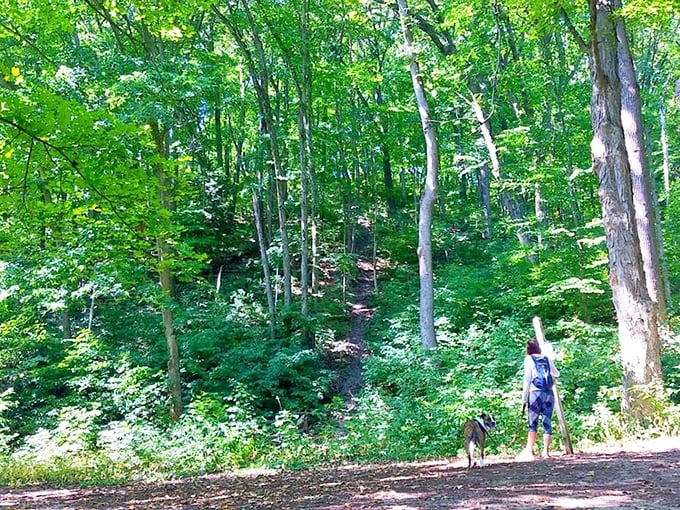 A hiker and faithful companion explore the shaded woodland trails. These peaceful forest paths provide a refreshing contrast to the open dunes just a short walk away.