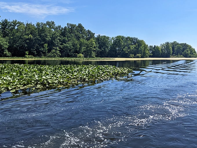 Water lilies create nature's patchwork quilt across the lake's surface – half aquatic garden, half hiding spot for fish playing their underwater version of hide-and-seek.