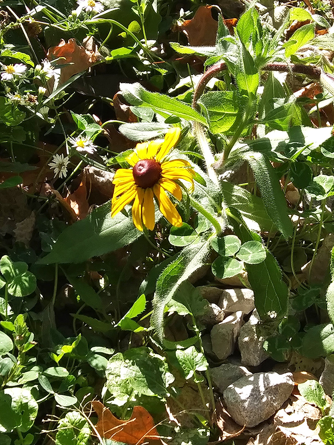 Black-eyed Susans stand like tiny sentinels along the trail, their golden faces tracking the sun while hikers track the sound of falling water. 