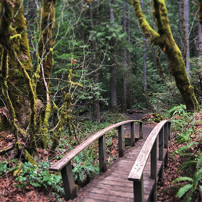 Moss-draped bridges like this one aren't just pathways—they're portals to fairy tales. Half expect woodland creatures to offer directions.