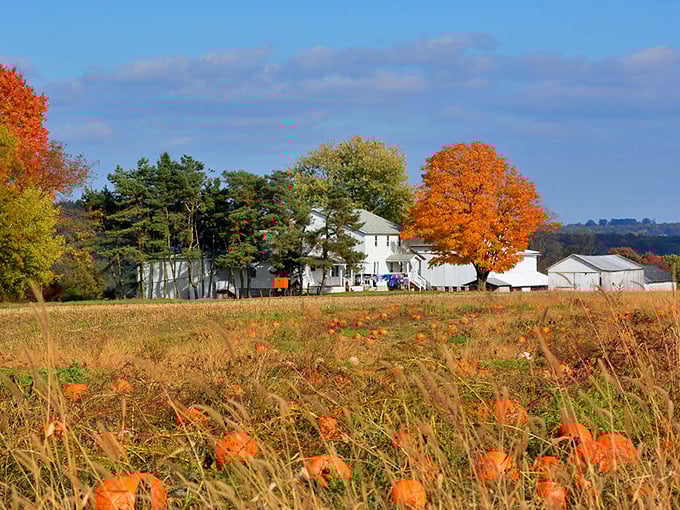 New Wilmington's colorful homes reflect the vibrant flavors waiting inside. Small-town architecture with big-time taste!