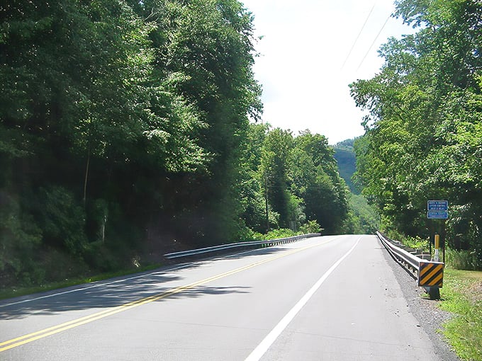 Route 120 offers the kind of uninterrupted forest views that make you want to ditch your phone. Mother Nature's screensaver in real life!